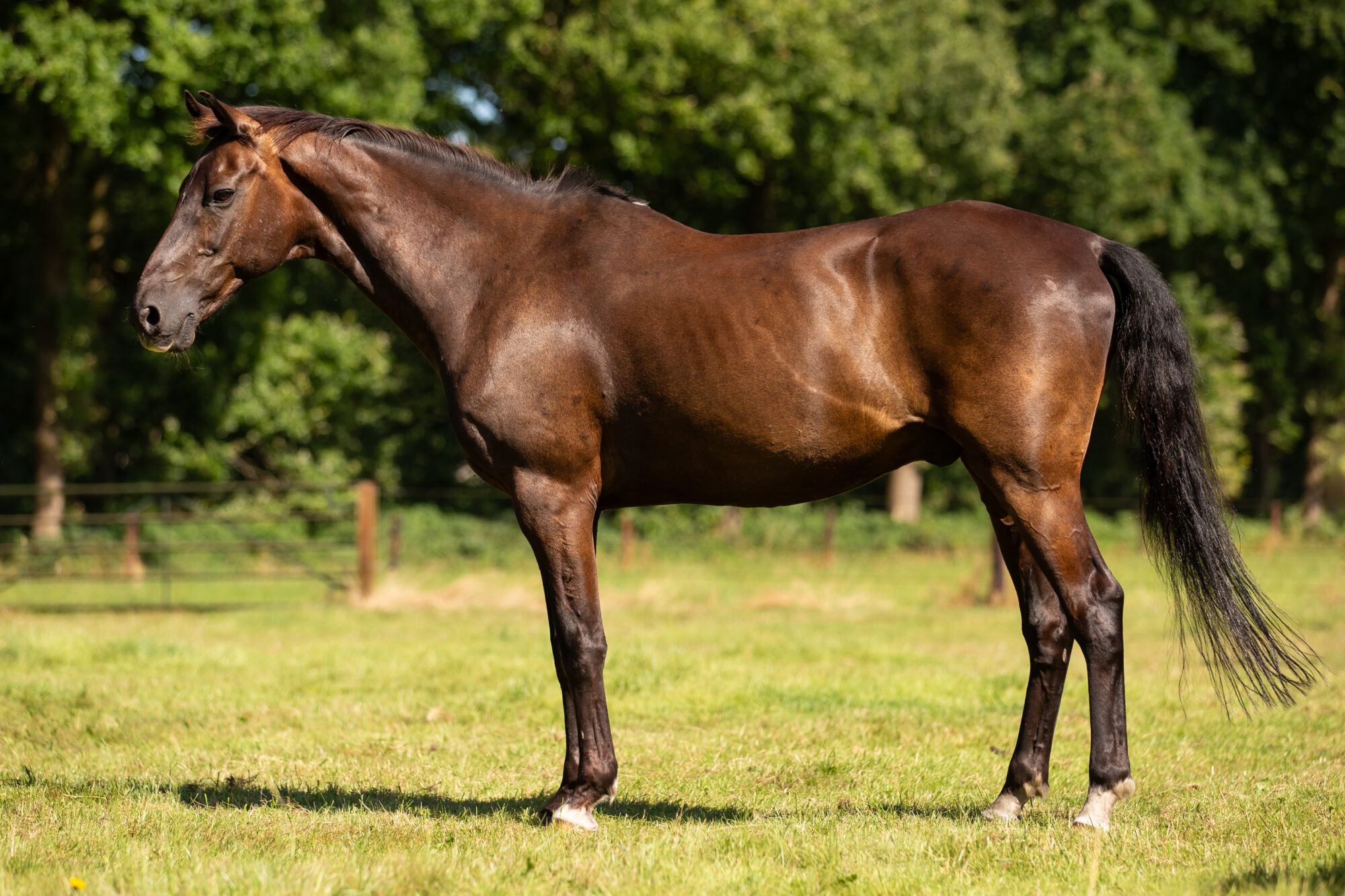 Zodiac - Stichting De Paardenkamp