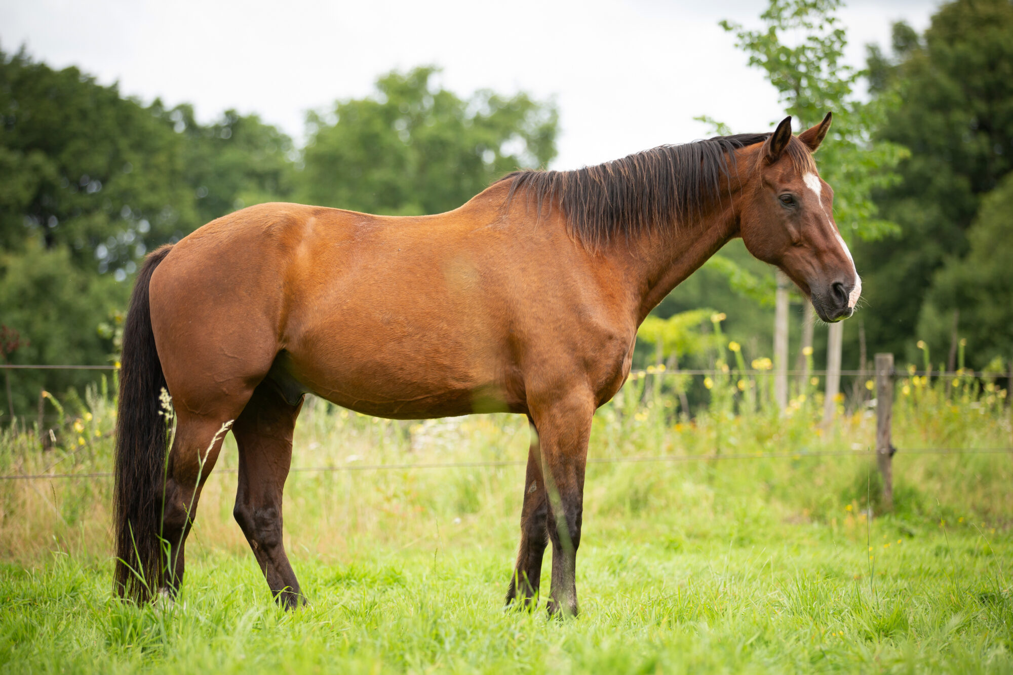 Zazou - Stichting De Paardenkamp