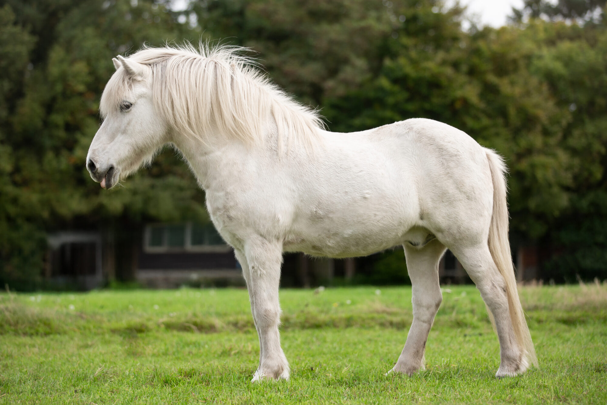 Bjarg - Stichting De Paardenkamp