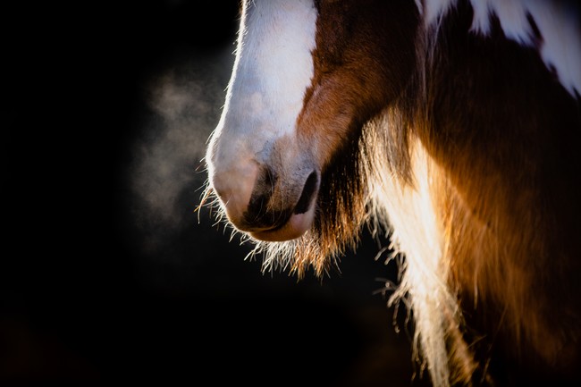 Help, mijn paard hoest - Stichting De Paardenkamp
