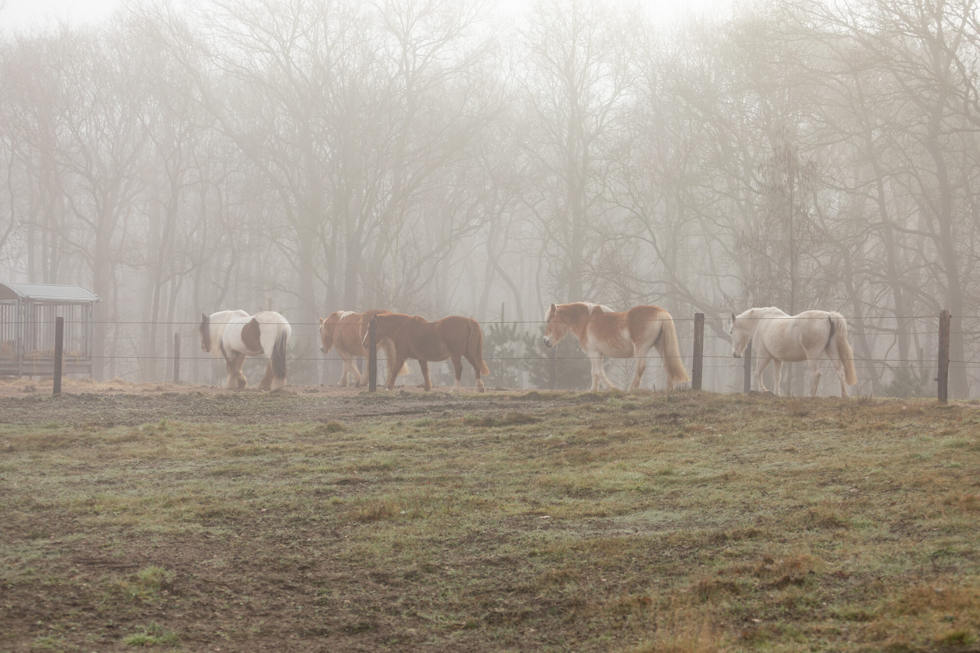 VIP- rondleiding - Stichting De Paardenkamp