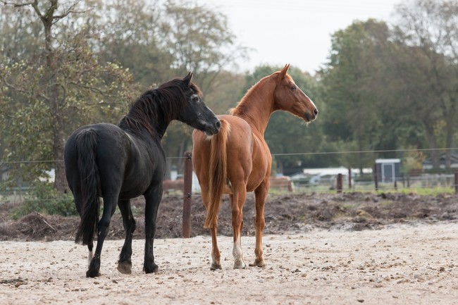 Besmettelijke ziekte: droes - Stichting De Paardenkamp