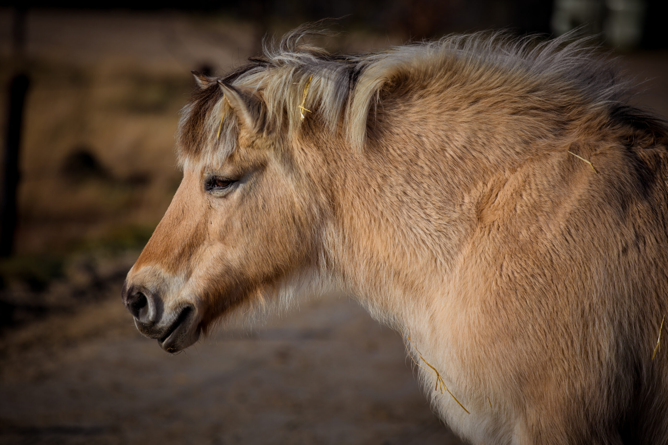 Wat is een koudbloed? | Stichting De Paardenkamp