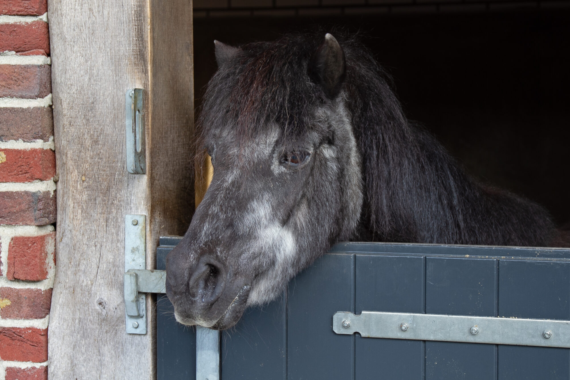 Diastase: spleetje tussen kiezen - Stichting De Paardenkamp